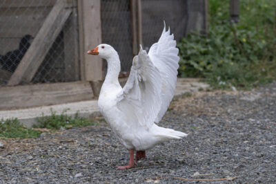 Guard Geese for Chickens and Ducks - Backyard Poultry